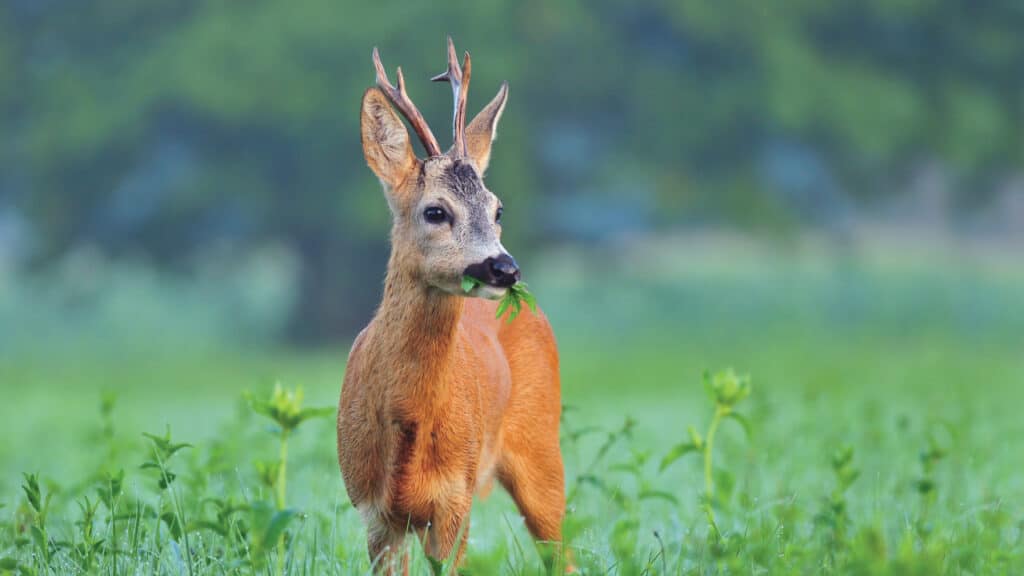 How To Create The Perfect Wildlife Food Plot - Minnesota Equipment